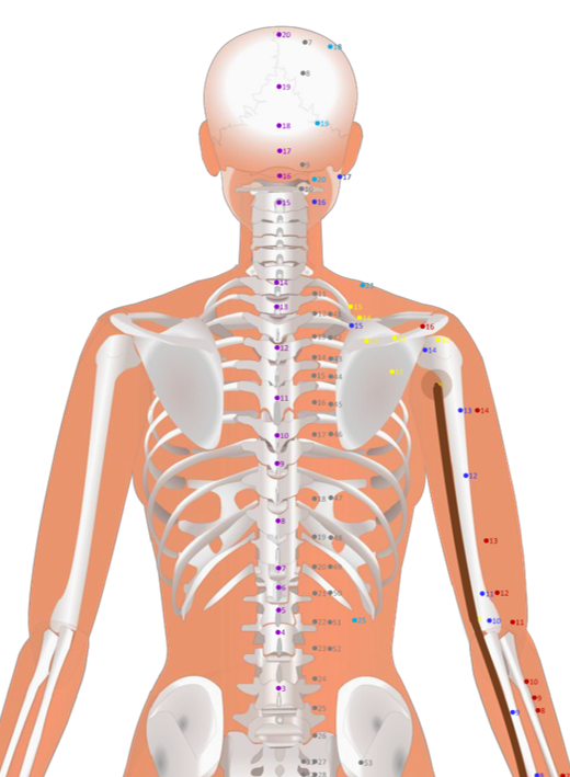 6 Small Intestine Meridian - Sunnyfish Studio