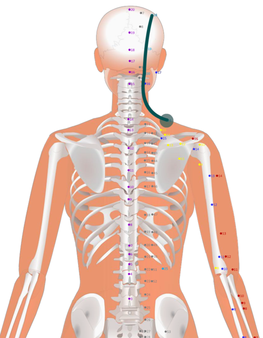 11 Gallbladder Meridian - Sunnyfish Studio